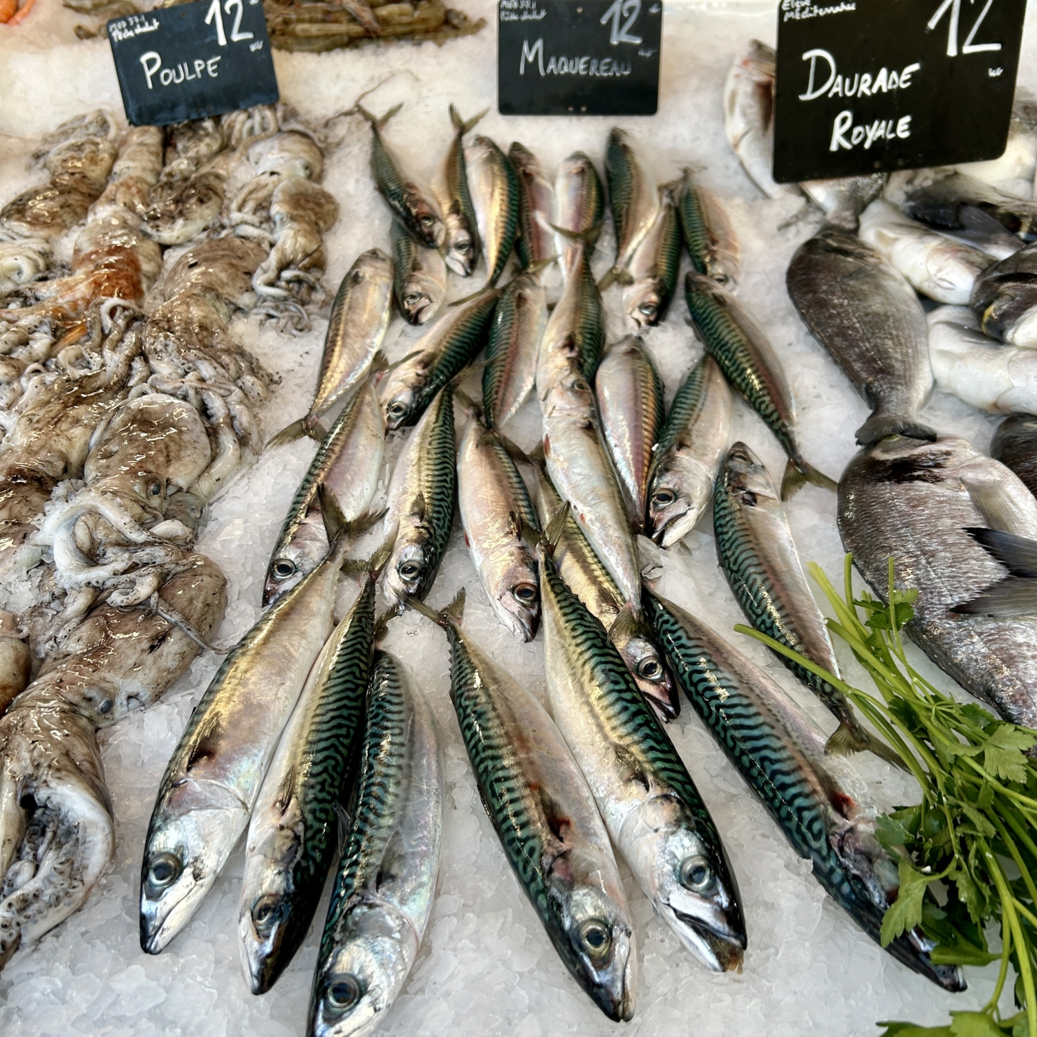 Fish Camp in Nice